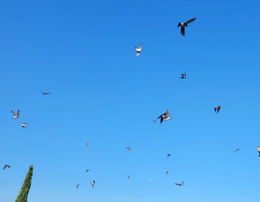 L'estate sta davvero finendo: l'emozionante saluto delle rondini - Umbria 7