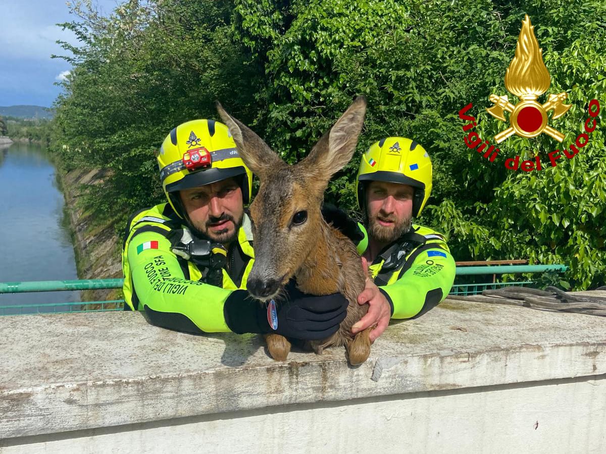 I vigili del fuoco di Amelia salvano una femmina di capriolo incinta ...